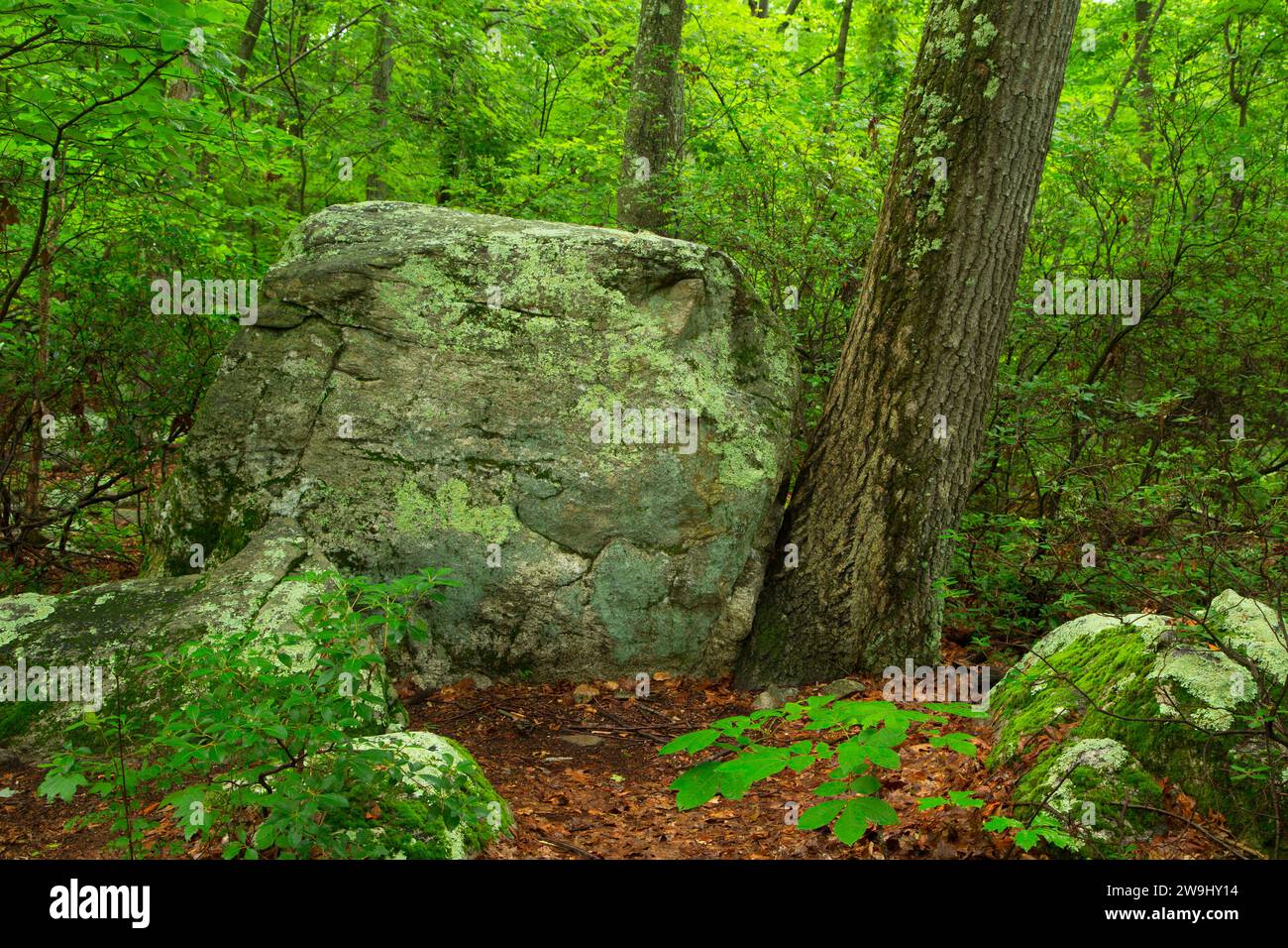 Boulder along Laurel Trail, Devils Den Preserve, Connecticut Stock ...
