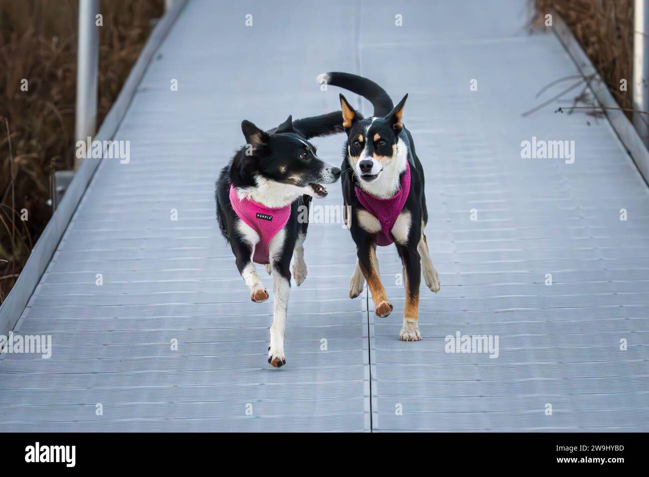 The Border Collie is a British breed of herding dog of the collie type ...