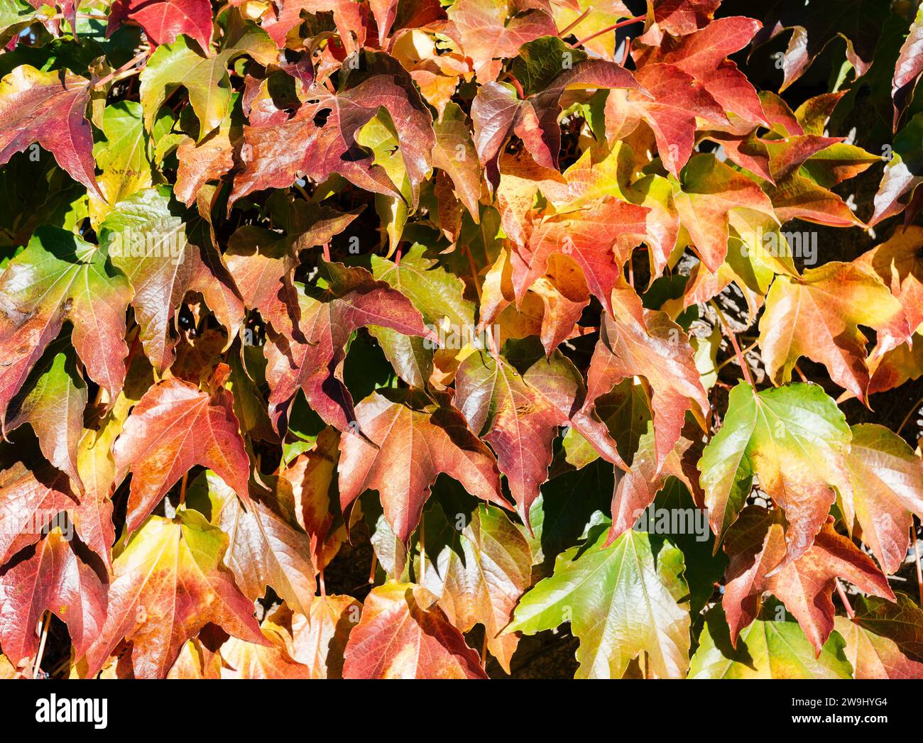 Autumn ivy leaves illuminated by the bright sun Stock Photo - Alamy
