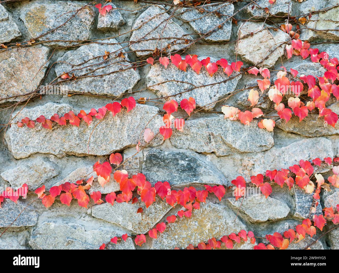 Autumn red ivy leaves on a stone granite wall Stock Photo - Alamy