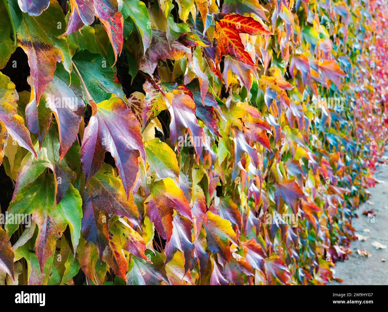 Fall foliage garden fence hi-res stock photography and images - Alamy