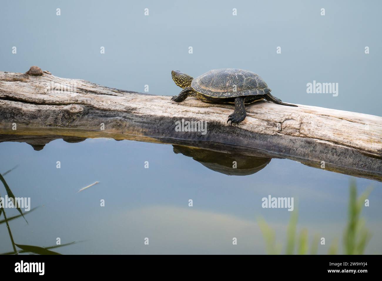 The red-eared turtle (red-eared slider or red-eared terrapin (Trachemys ...