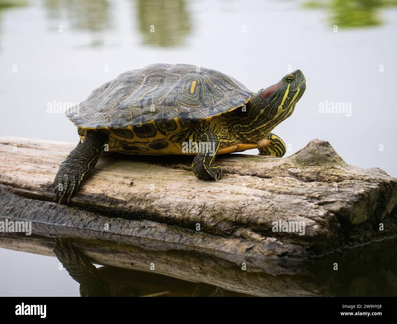 Close-up red-eared tortoise (red-eared slider or red-eared terrapin ...