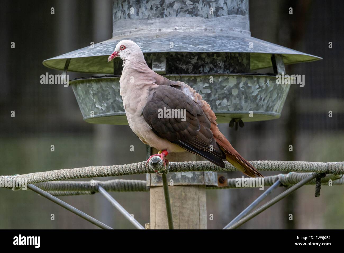 Pink Pigeon - Nesoenas mayeri - Columbidae - adult bird at a feeder ...