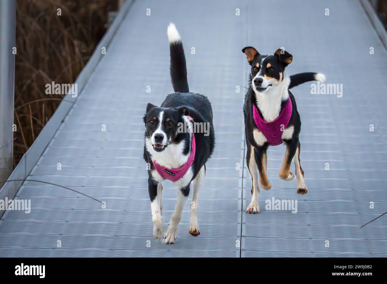 The Border Collie is a British breed of herding dog of the collie type ...