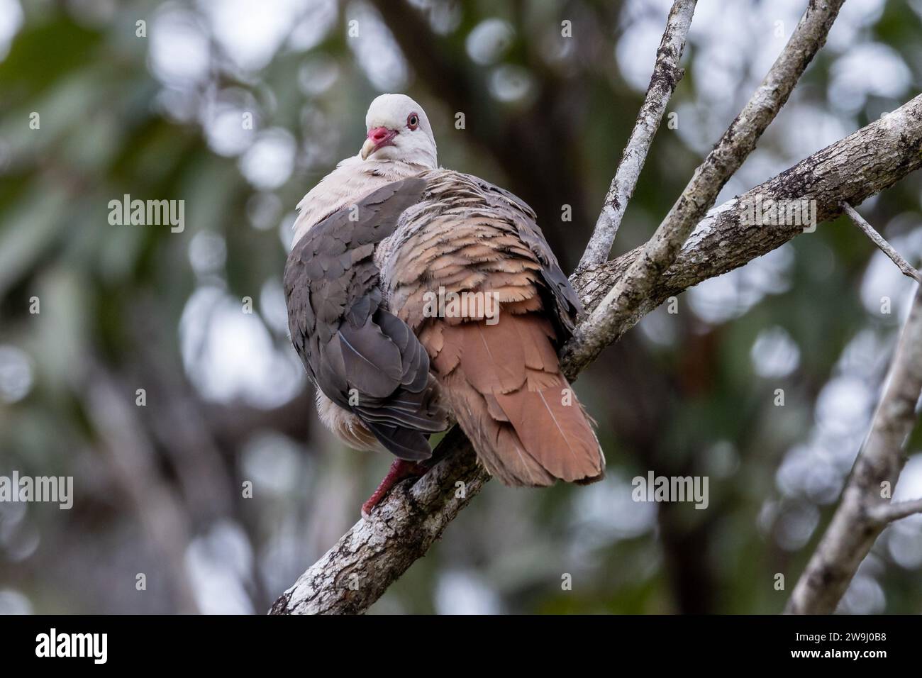 Pink Pigeon - Nesoenas mayeri - Columbidae - adult bird in the Black ...