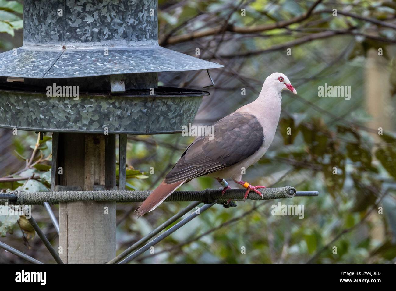Pink Pigeon - Nesoenas mayeri - Columbidae - adult bird at a feeder ...