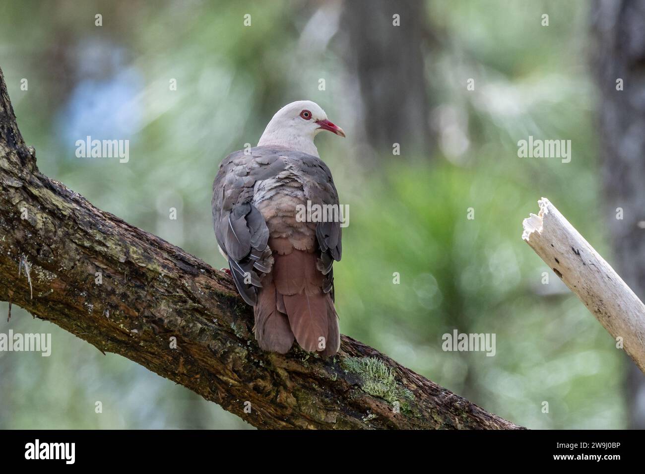 Pink Pigeon - Nesoenas mayeri - Columbidae - adult bird in the Black ...