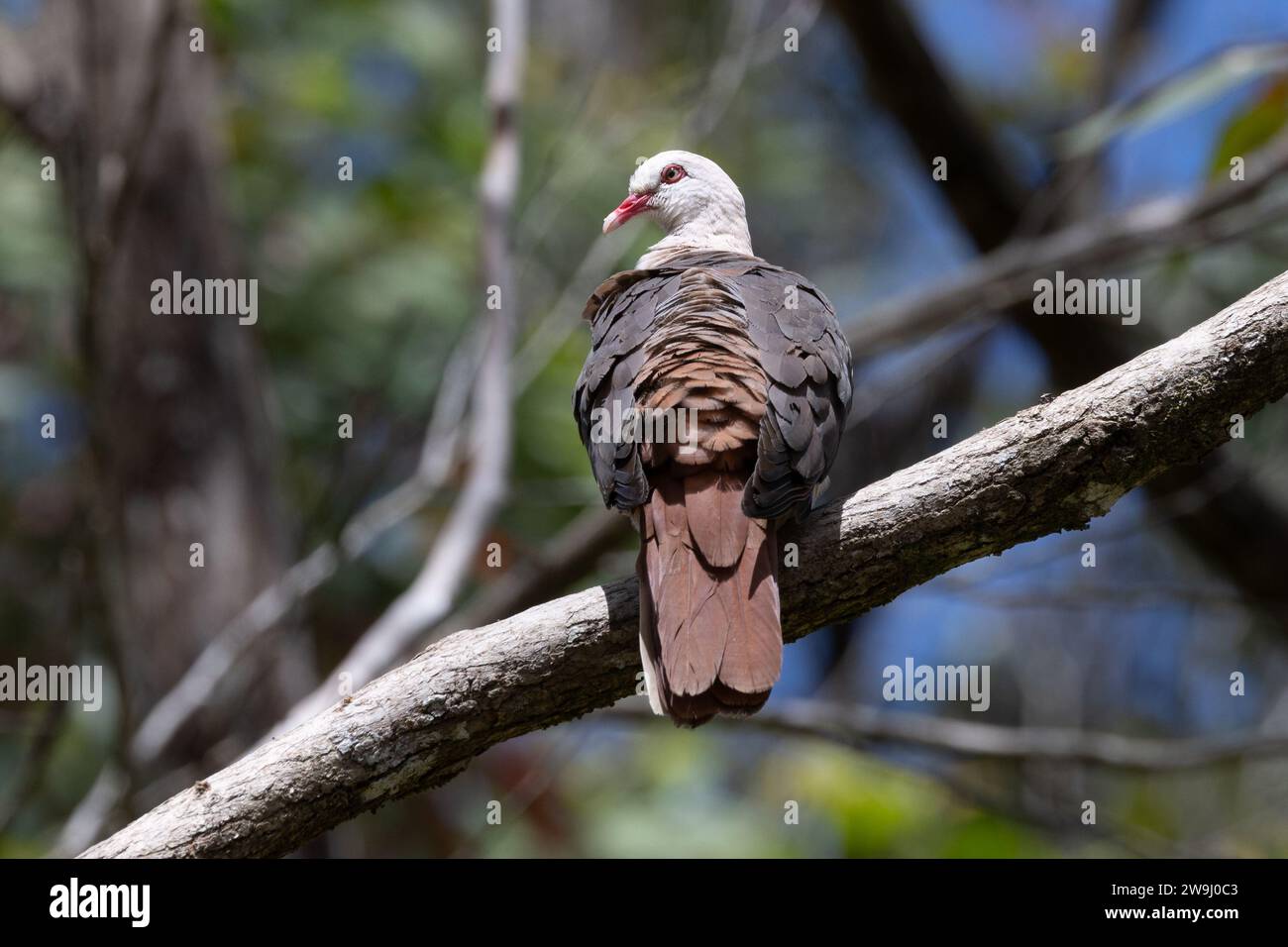 Pink Pigeon - Nesoenas mayeri - Columbidae - adult bird in the Black ...