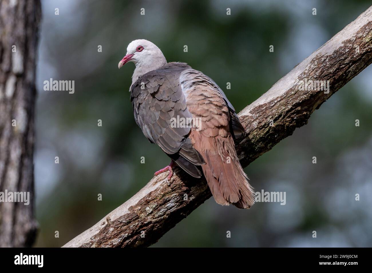 Pink Pigeon - Nesoenas mayeri - Columbidae - adult bird in the Black ...