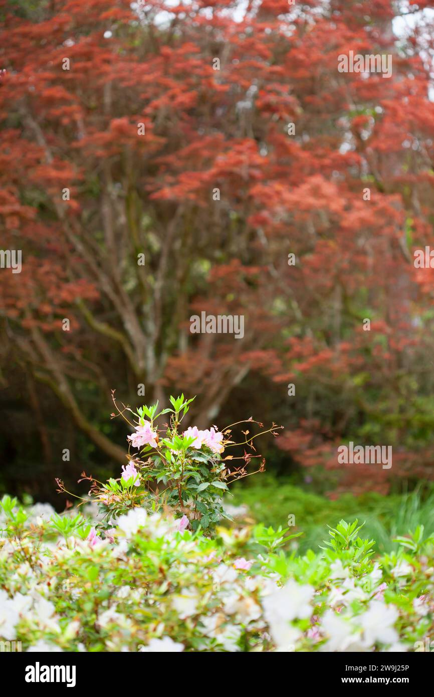 Azealia bushes and red maple trees in the gardens of Maclay Gardens ...