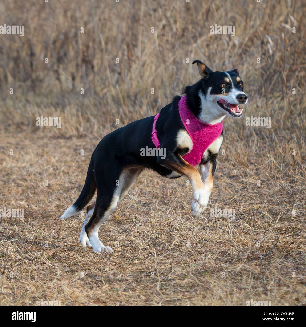 The Border Collie is a British breed of herding dog of the collie type ...