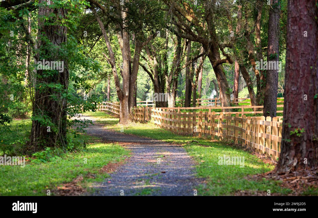 Pedestrian walking path the large oak trees that canopy and wooden ...