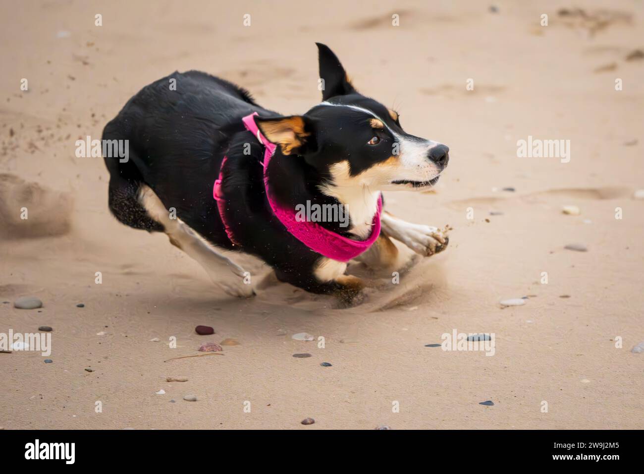 The Border Collie is a British breed of herding dog of the collie type ...