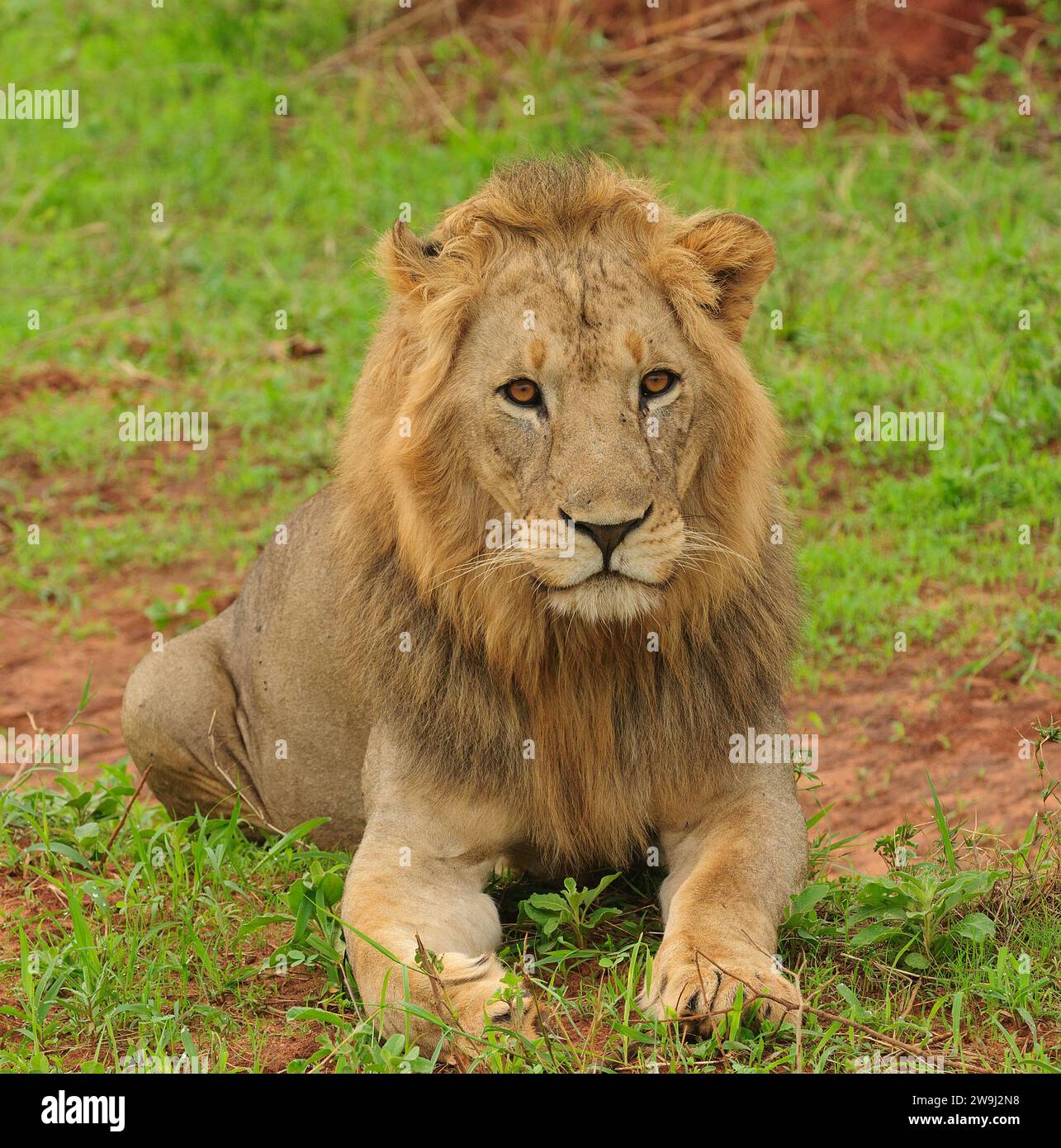 Lion facing hi-res stock photography and images - Alamy