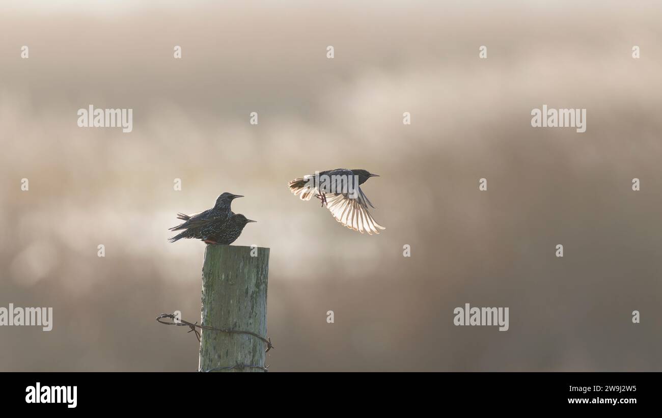 Common starling (Sturnus vulgaris) stanging on wooden stake , one ...