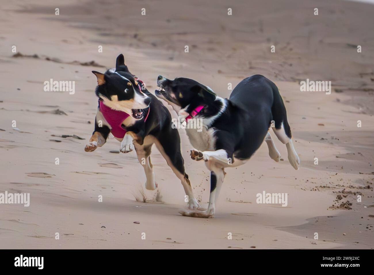 The Border Collie is a British breed of herding dog of the collie type ...