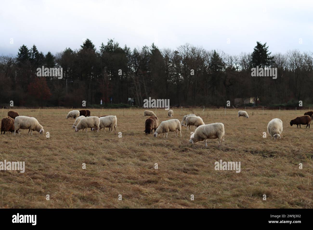 Beautiful landscape sheeps grazing in hi-res stock photography and ...
