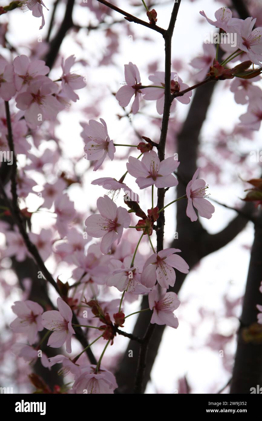 In this captivating photo, the enchanting beauty of spring is embodied ...