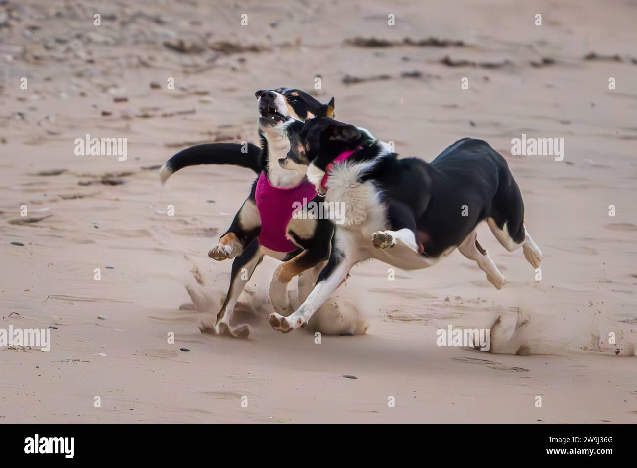 The Border Collie is a British breed of herding dog of the collie type ...