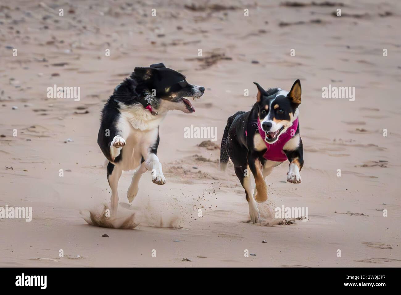 The Border Collie is a British breed of herding dog of the collie type ...