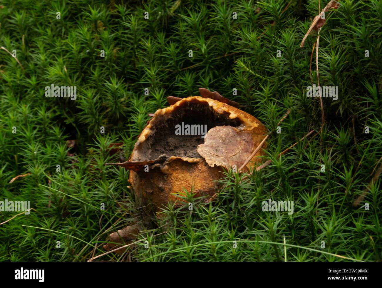 Decaying Common earthball, burst open, spores visible, in a forest ...