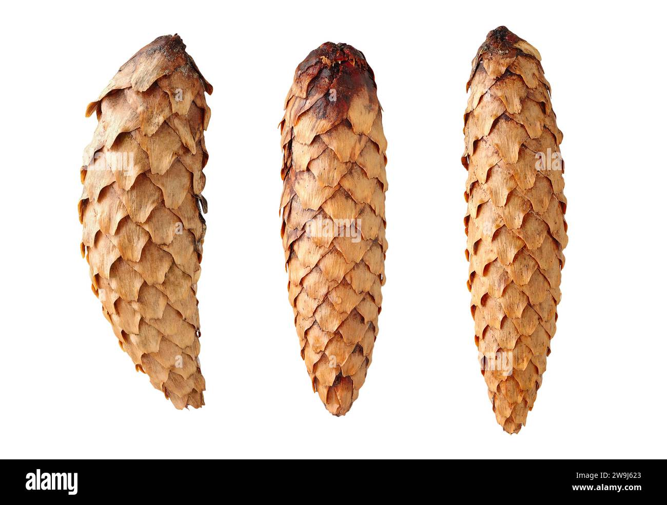 Dried fir tree cones isolated on white background Stock Photo - Alamy