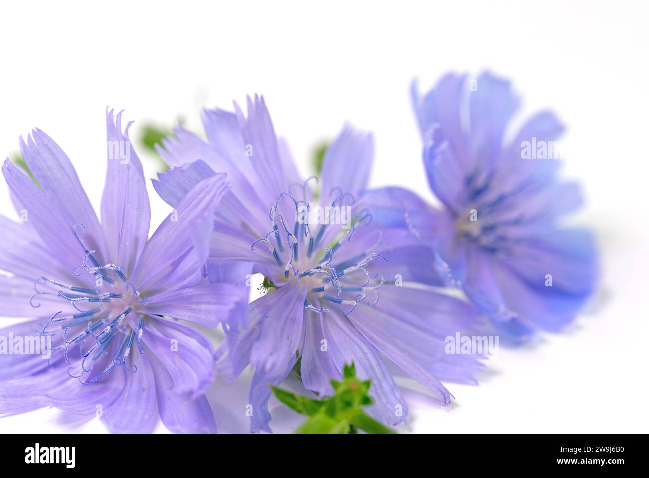 Chicory, Cichorium intybus, in front of white background Stock Photo ...