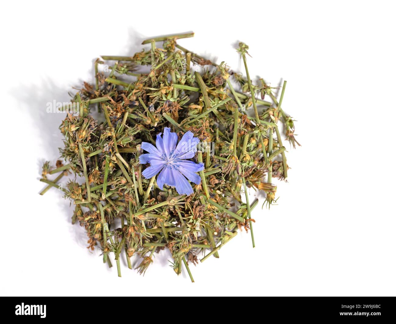 Dried chicory, Cichorium intybus, in front of white background Stock ...