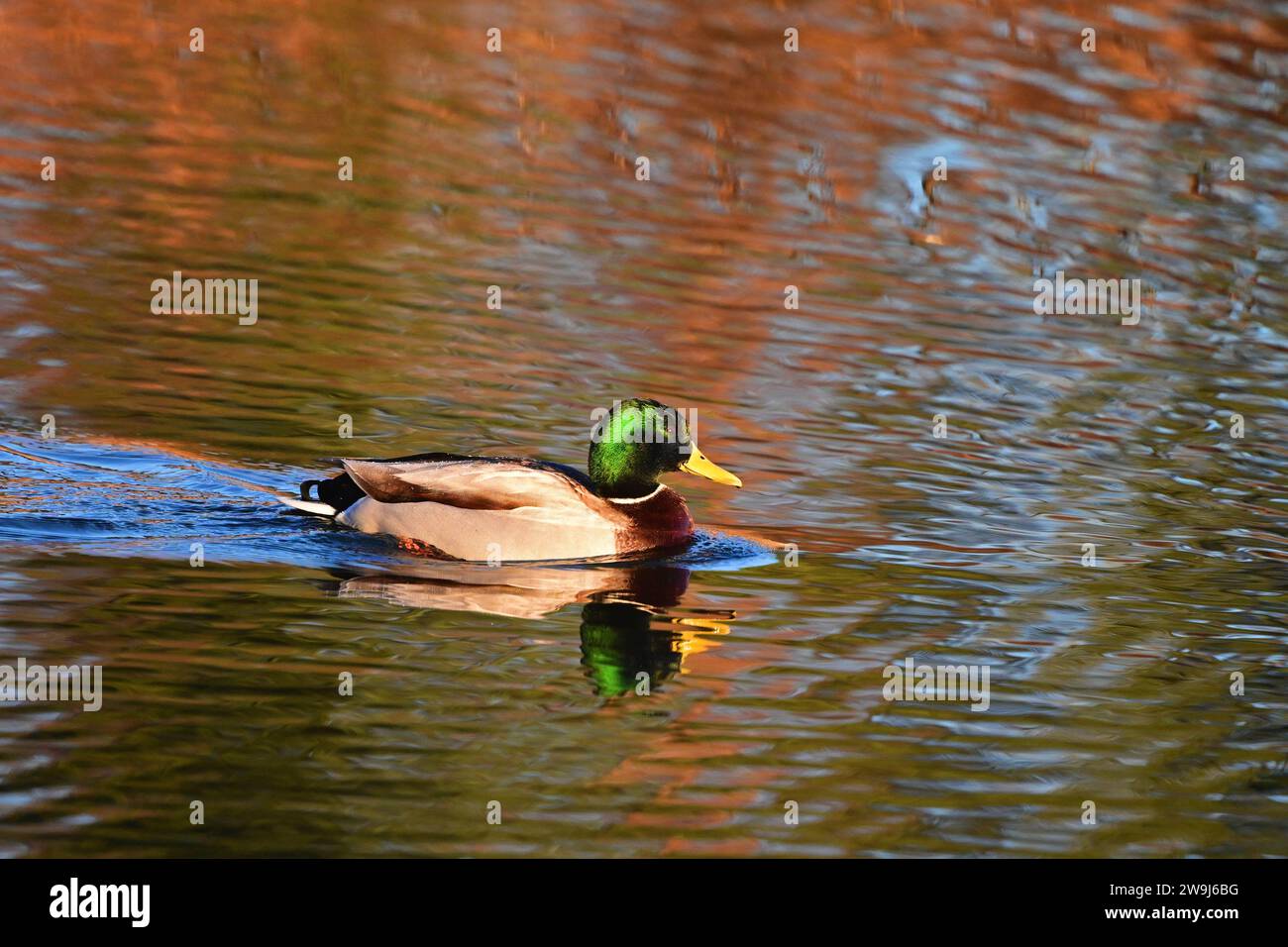 Female mallard duck with purple feathers hi-res stock photography and ...