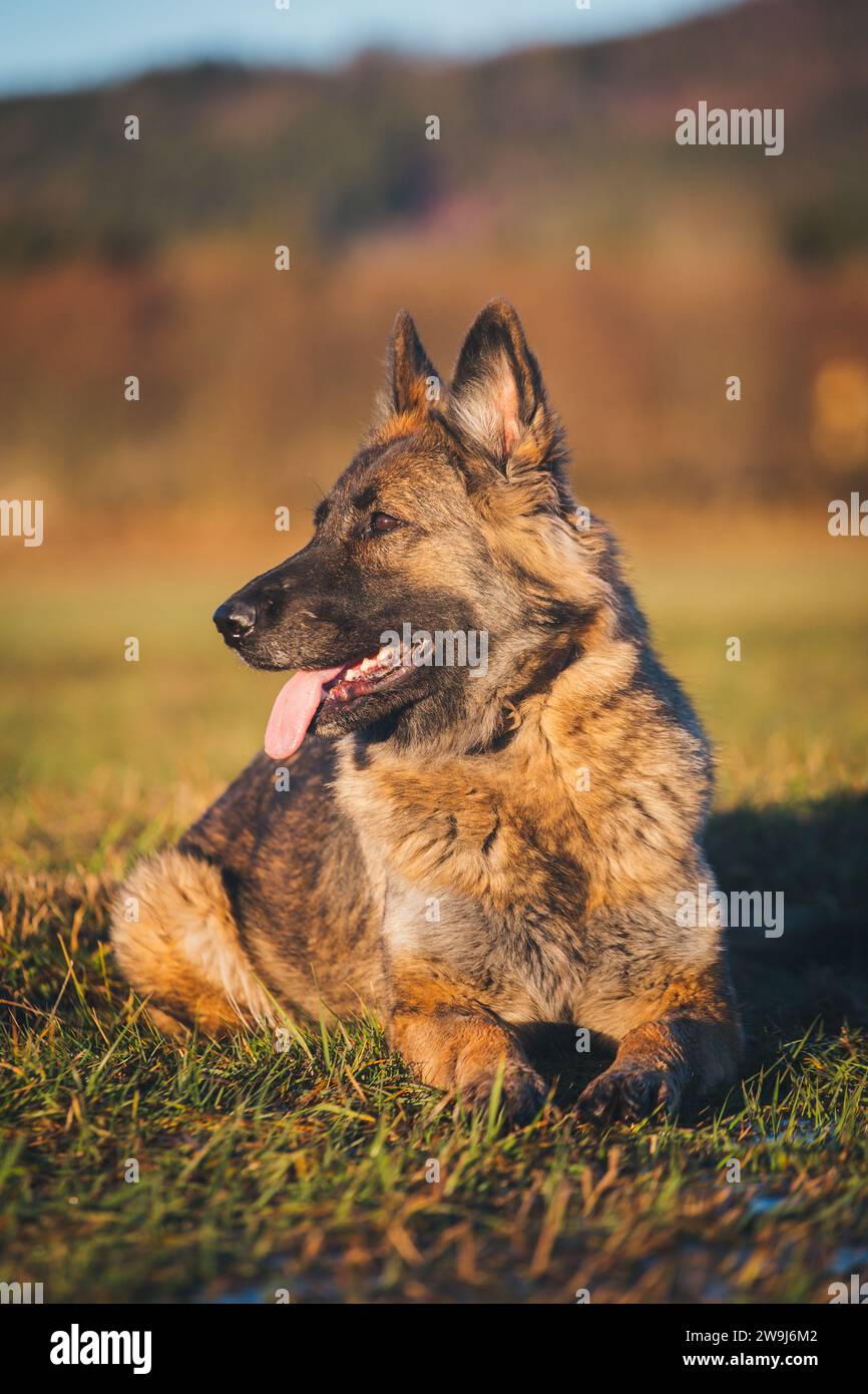 Working line German Shepherd Dog (Alsatian Stock Photo - Alamy