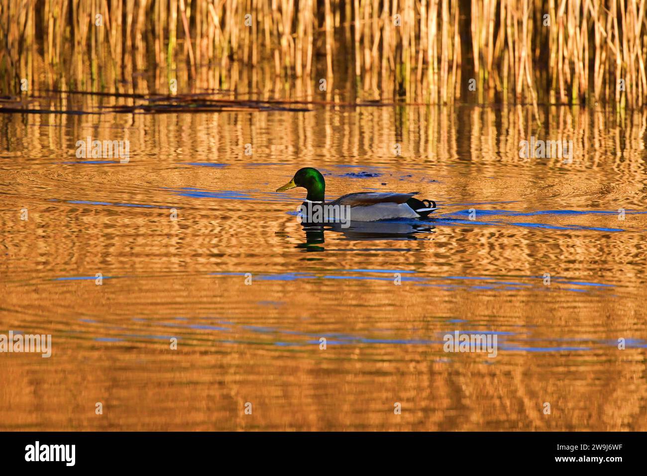 Female mallard duck with purple feathers hi-res stock photography and ...