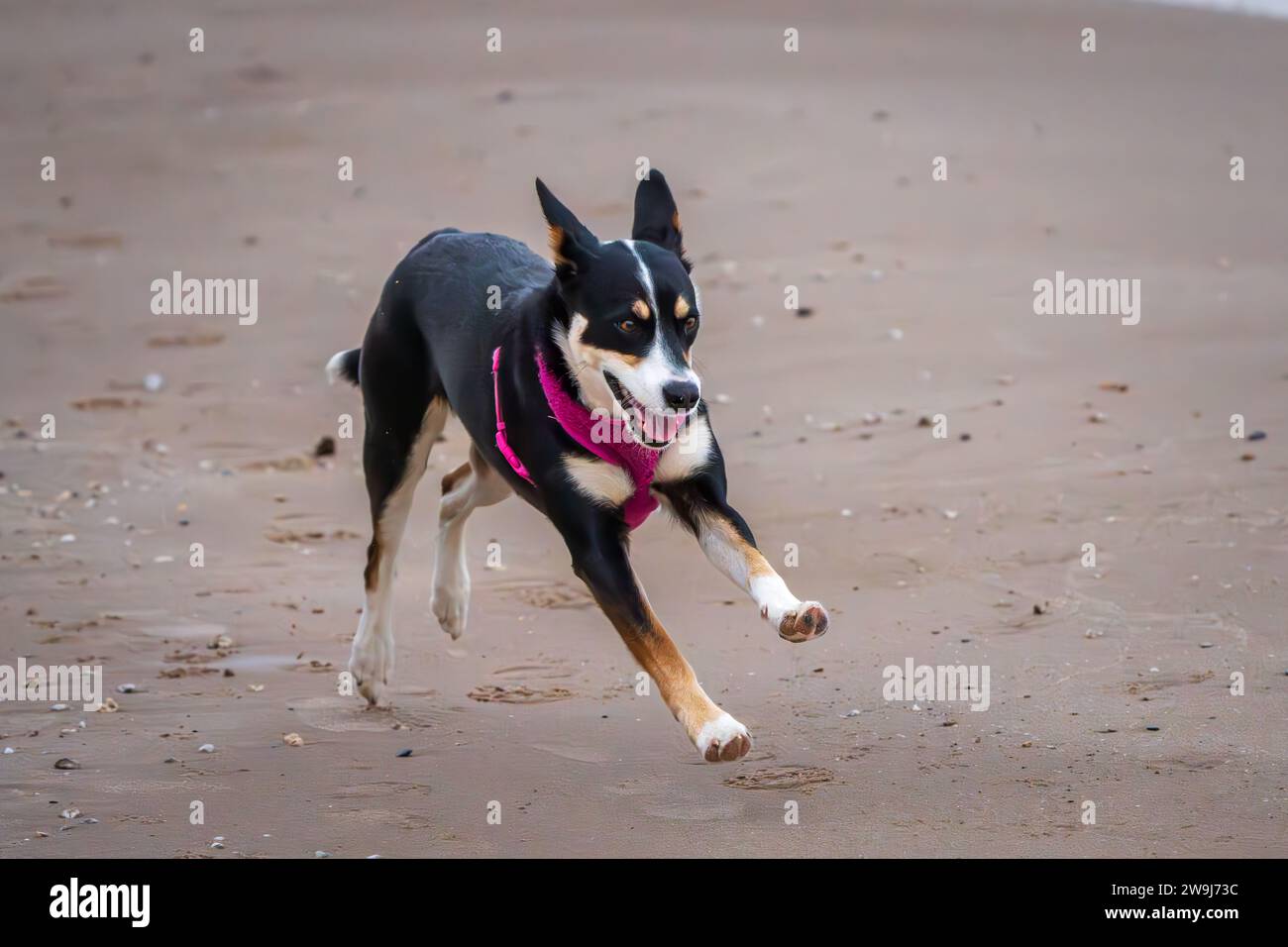 The Border Collie is a British breed of herding dog of the collie type ...
