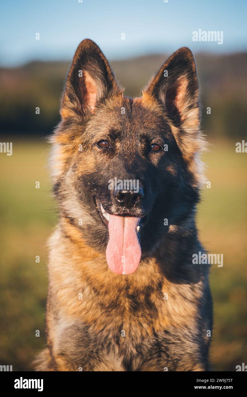 Working line German Shepherd Dog (Alsatian Stock Photo - Alamy