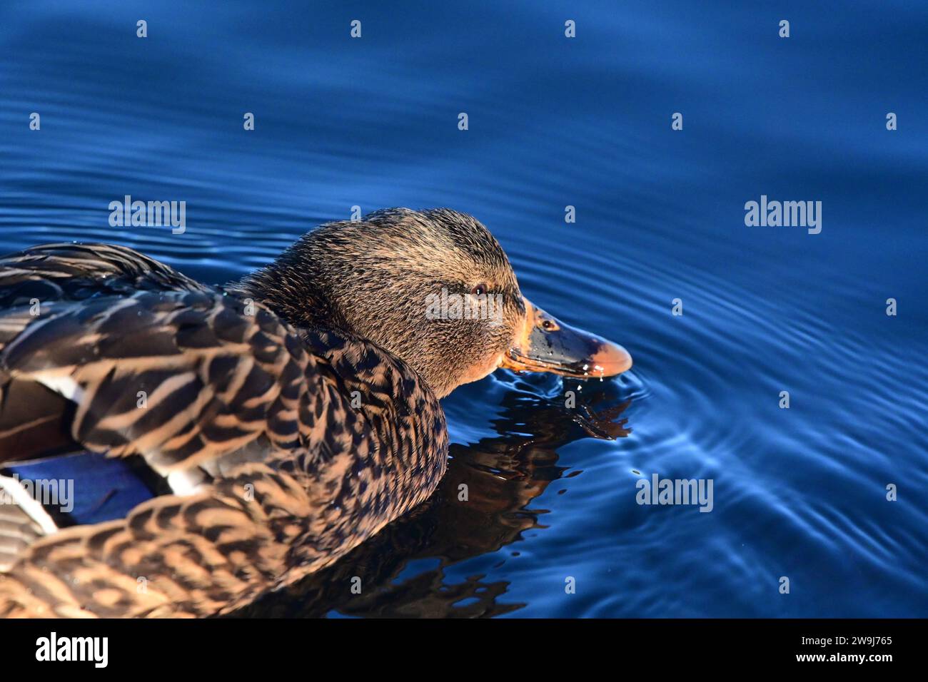 Female mallard duck with purple feathers hi-res stock photography and ...