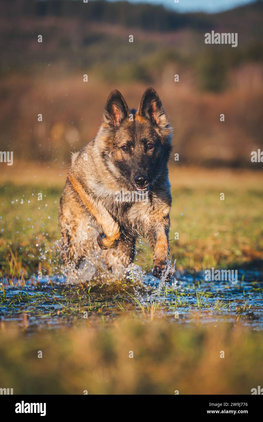 Working line German Shepherd Dog (Alsatian Stock Photo - Alamy
