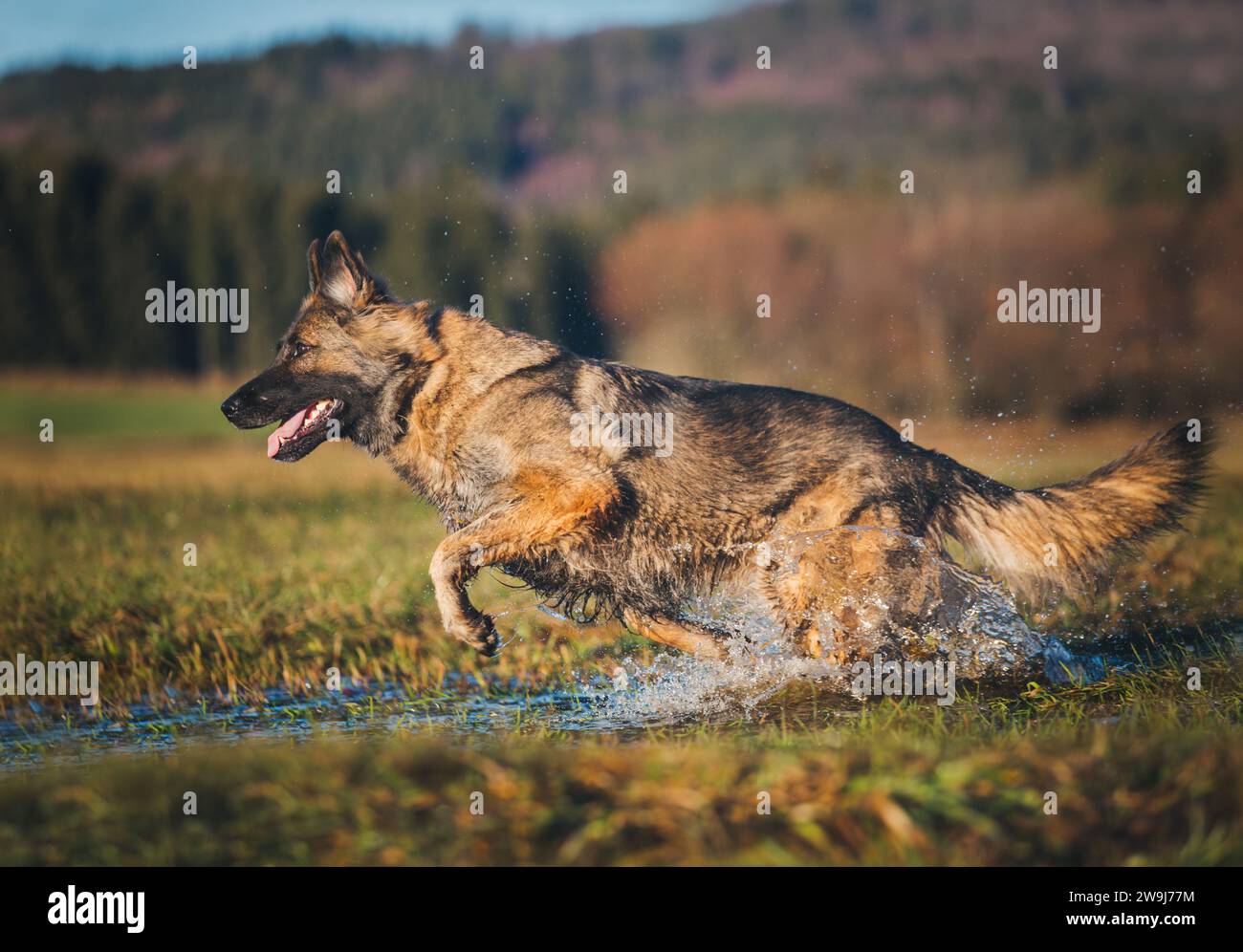 Working line German Shepherd Dog (Alsatian Stock Photo - Alamy