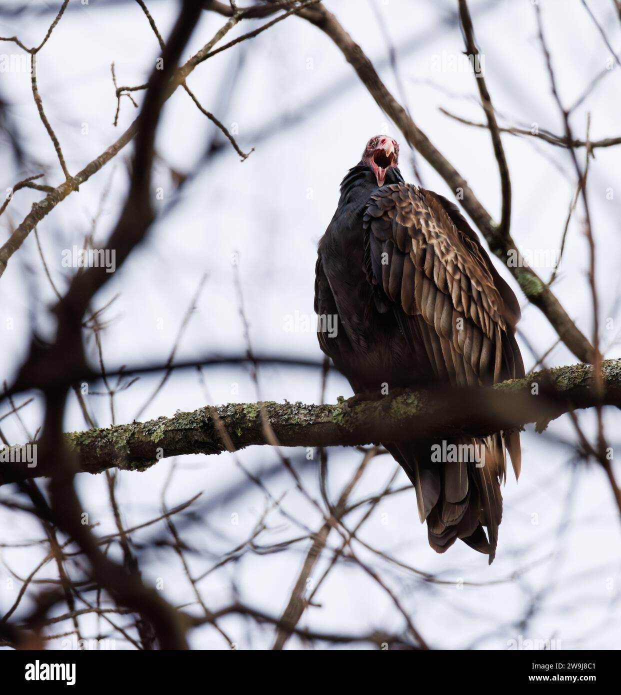 Turkey Vulture perched at the top of a tree in winter facing camera ...
