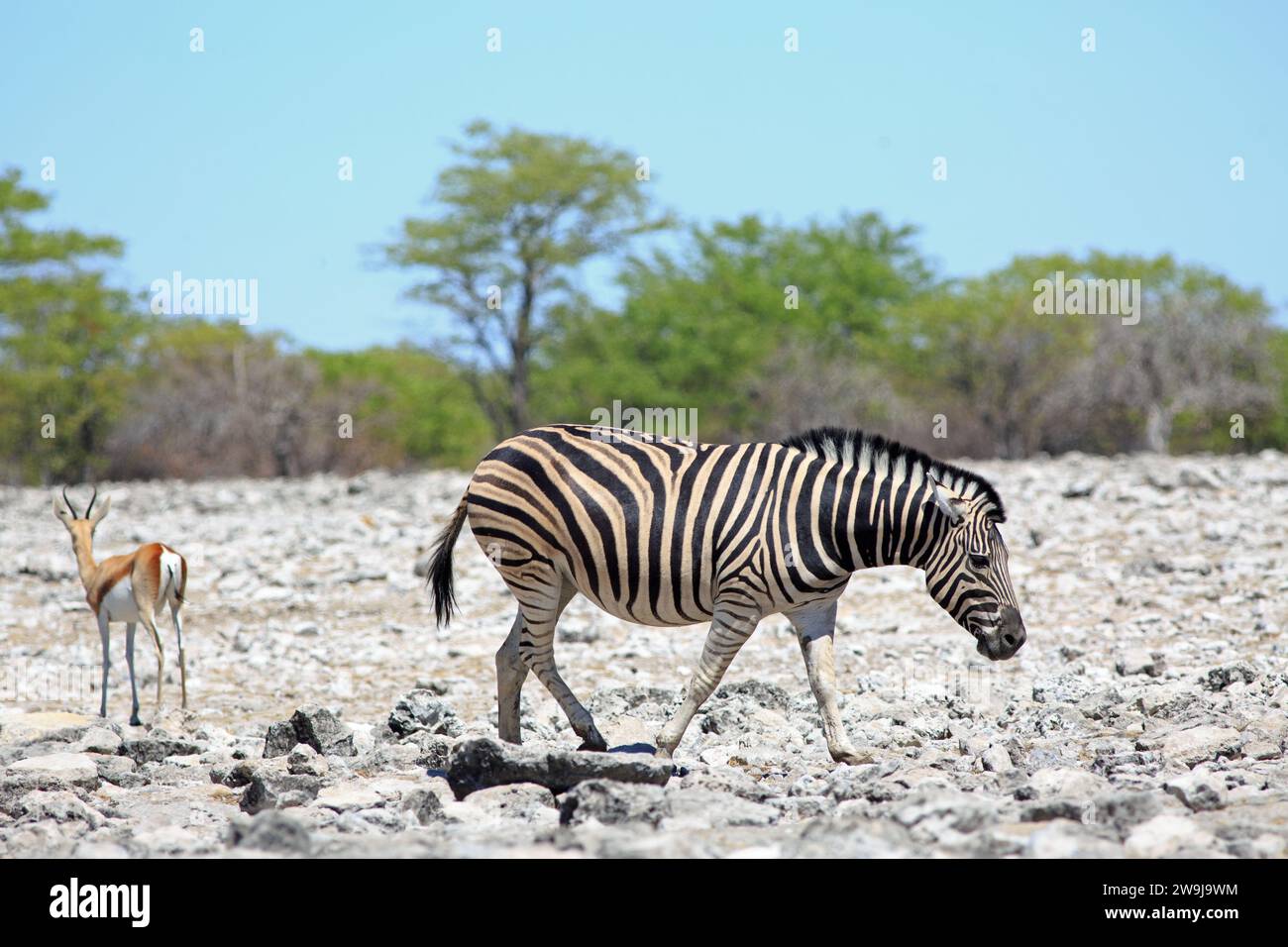Common zebra walking across rocky terrain with a springbok against a ...