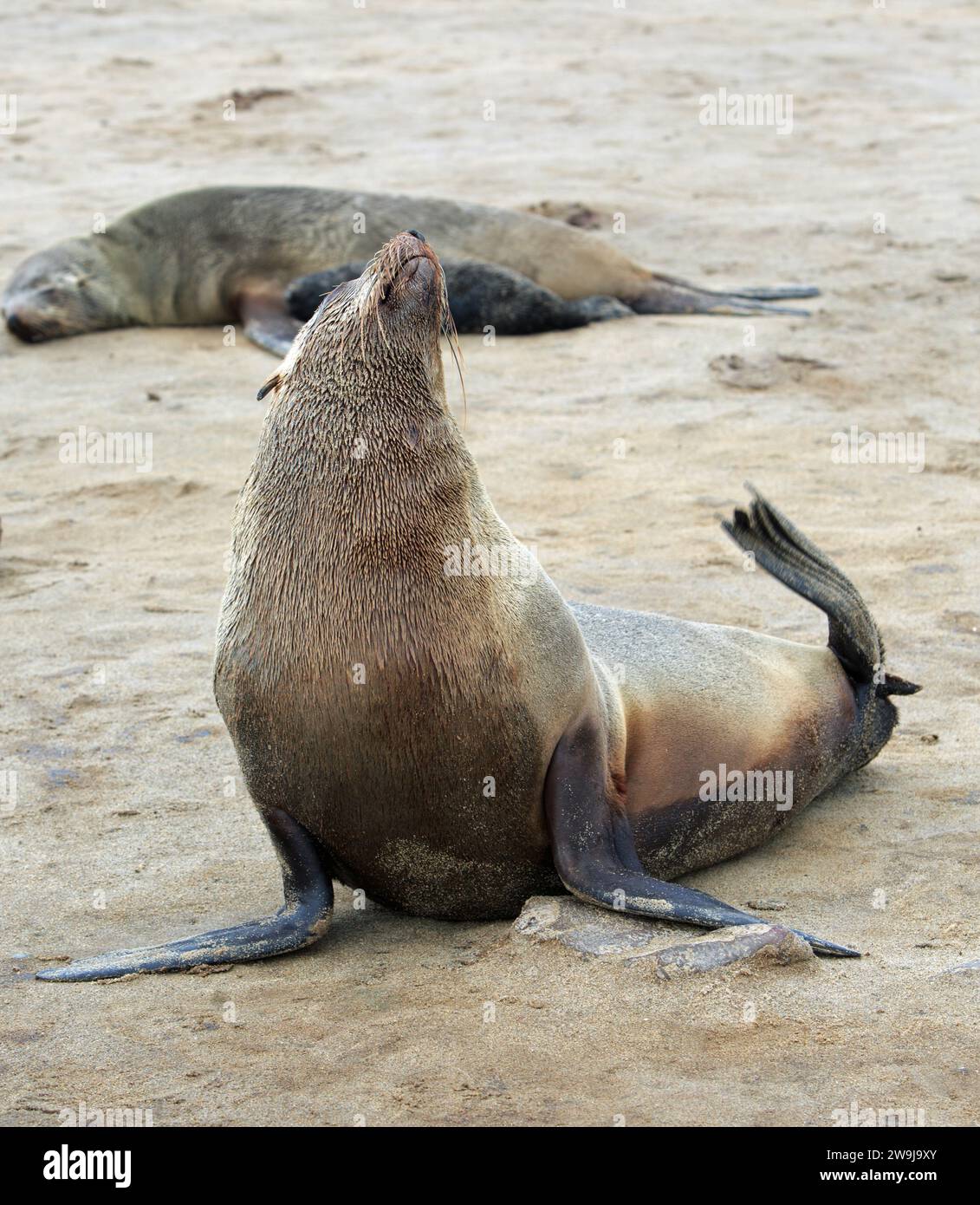 Cape Fur Seal with head held high and back flipper lifted off the ...
