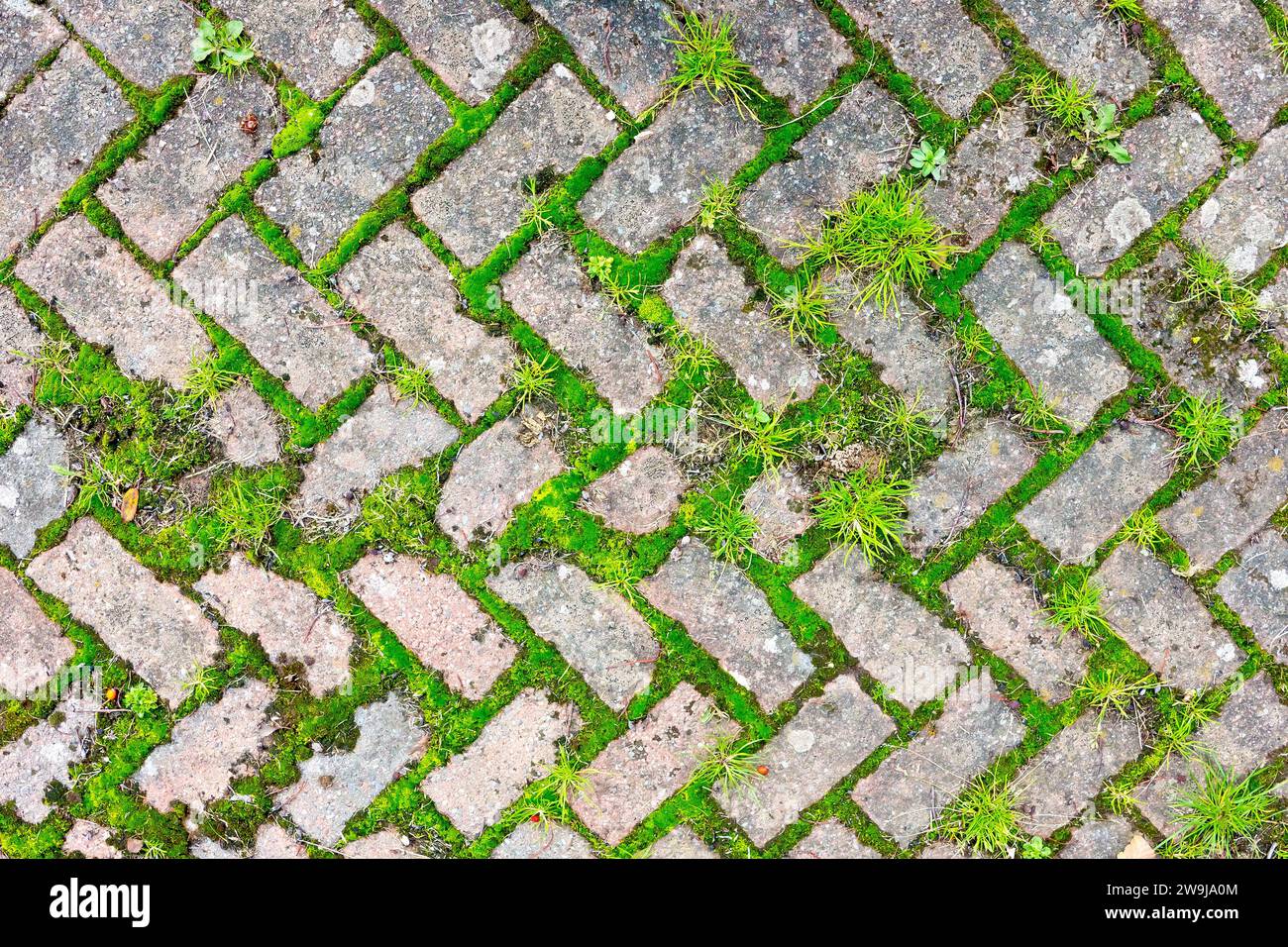 Grass paving block hi-res stock photography and images - Alamy