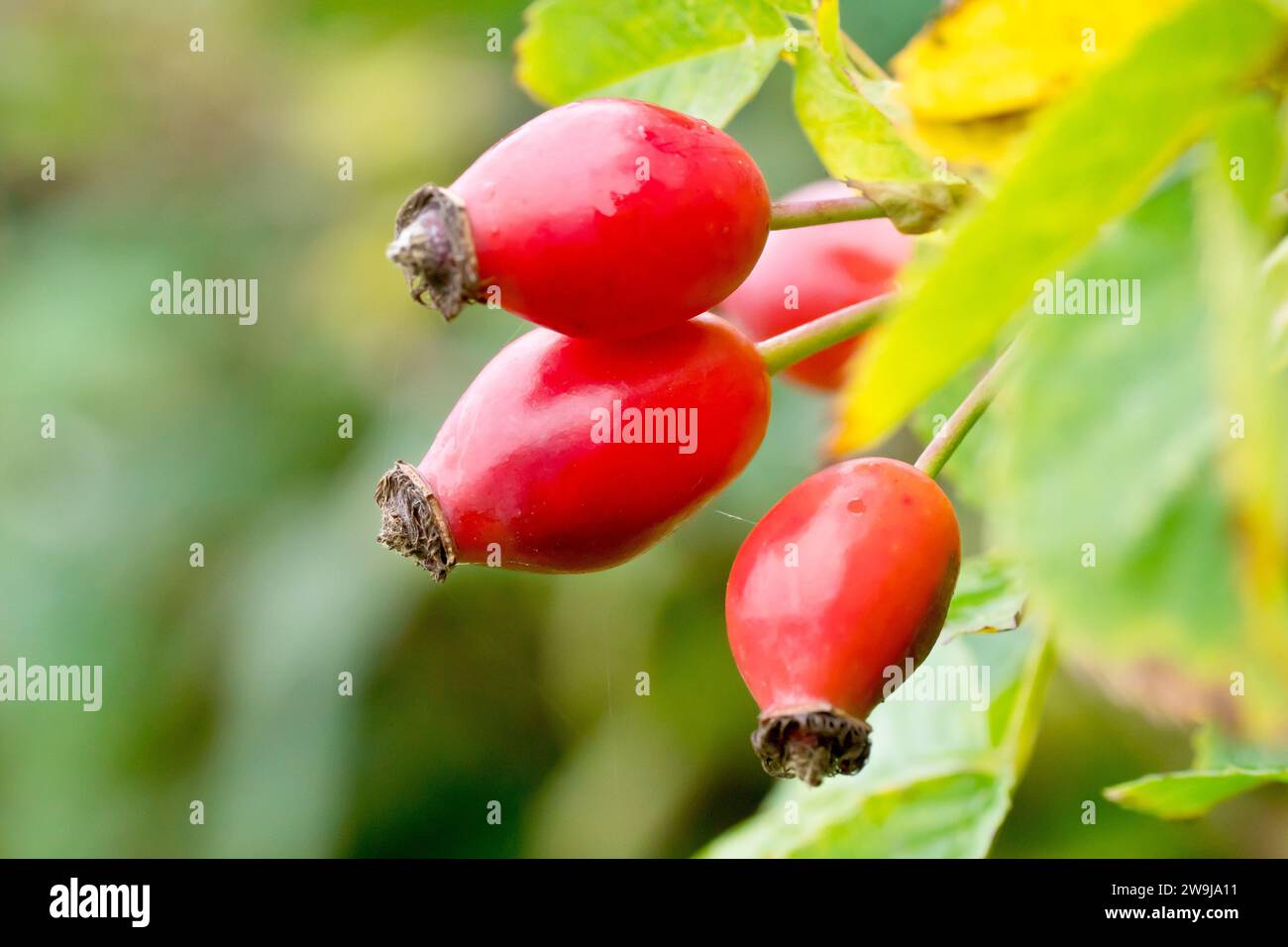Dog Rose (rosa canina), close up of a group of red hips or fruits of ...
