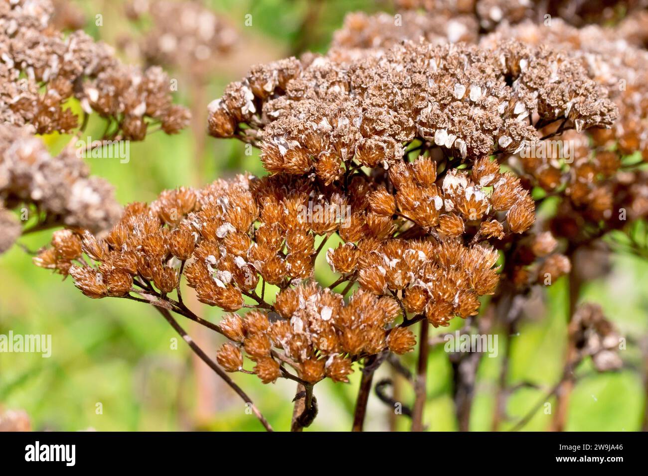 Yarrow (achillea millefolium), close up showing the flowerhead of the ...