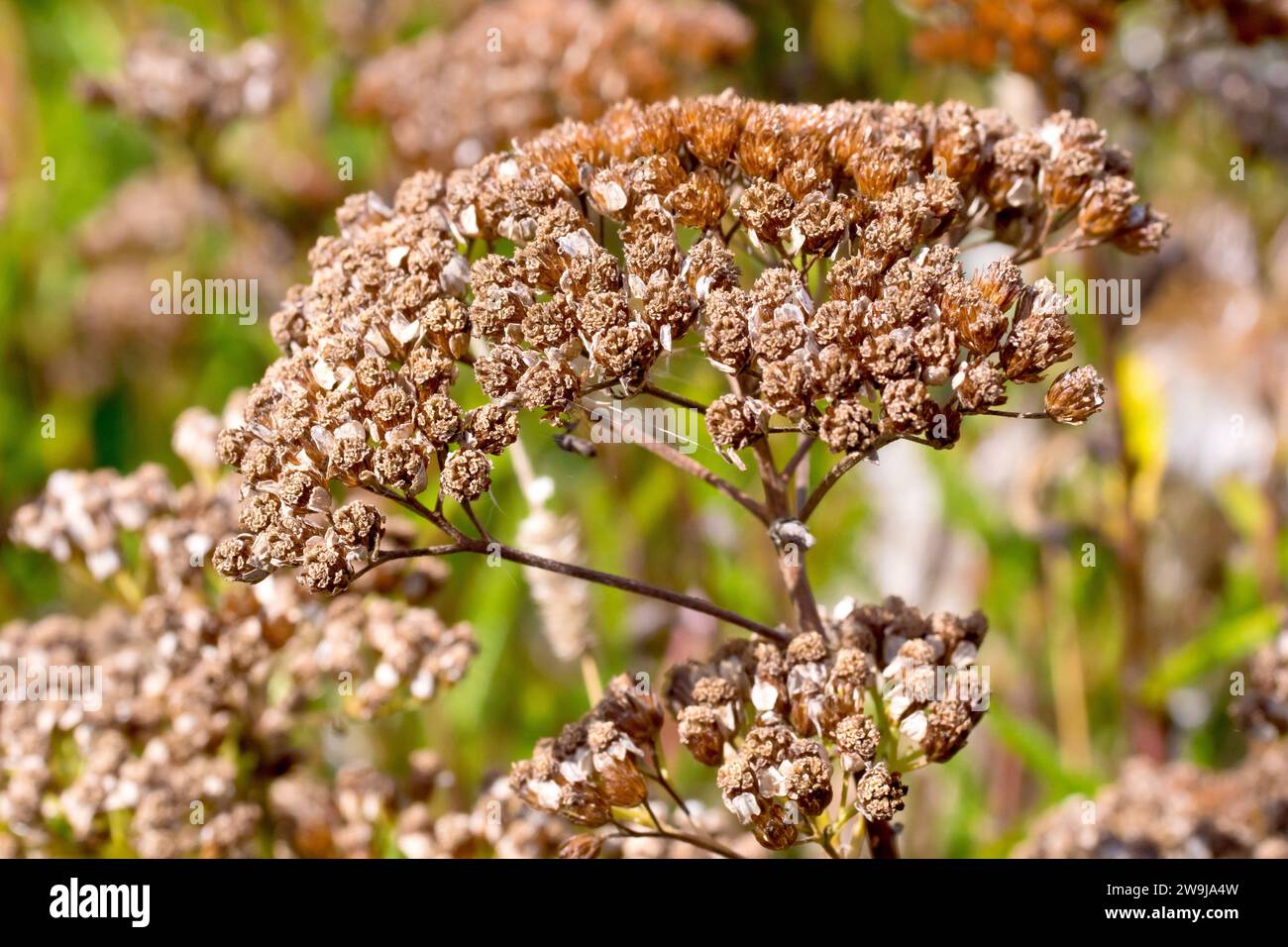Yarrow (achillea millefolium), close up showing the flowerhead of the ...