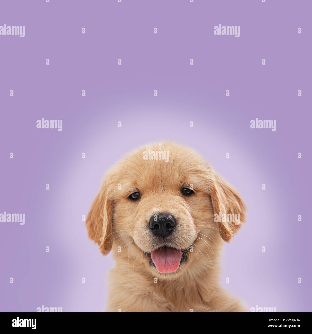 A happy cute 7 week old Golden Retriever puppy looking at the camera ...