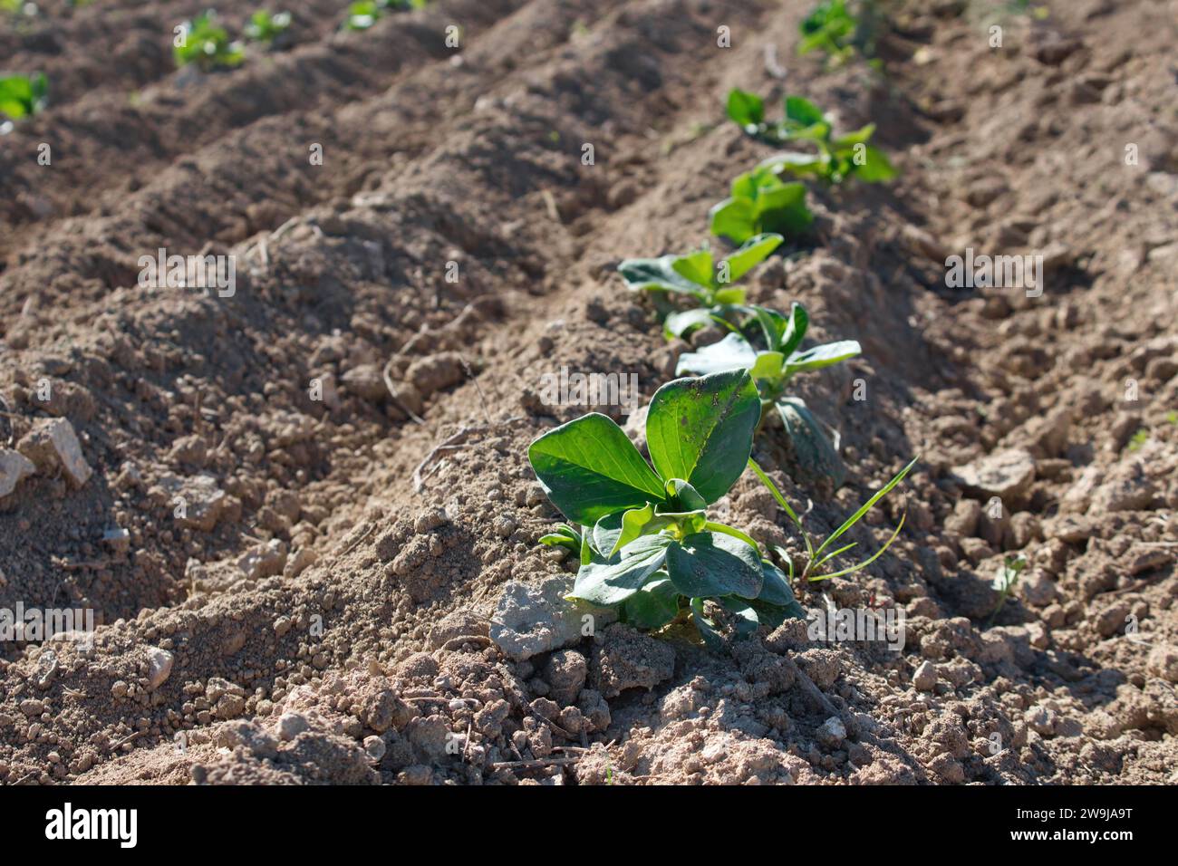 Closeup of rows of planted cabbage healthy vegetables in soil on ...