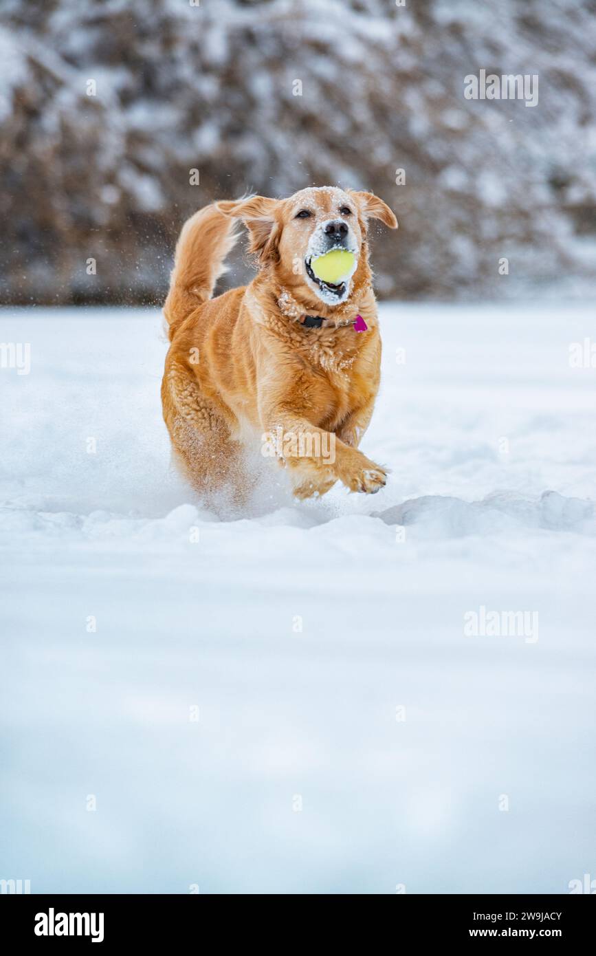 Retrieving a yellow ball hi-res stock photography and images - Alamy