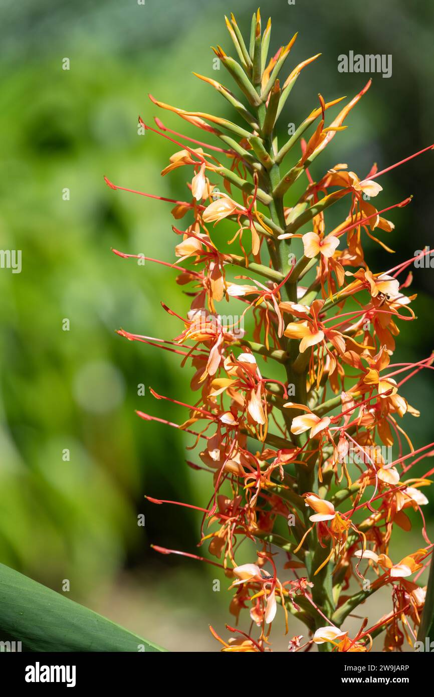 Close up of ginger lily (hedychium gardnerianum) flowers in bloom Stock ...