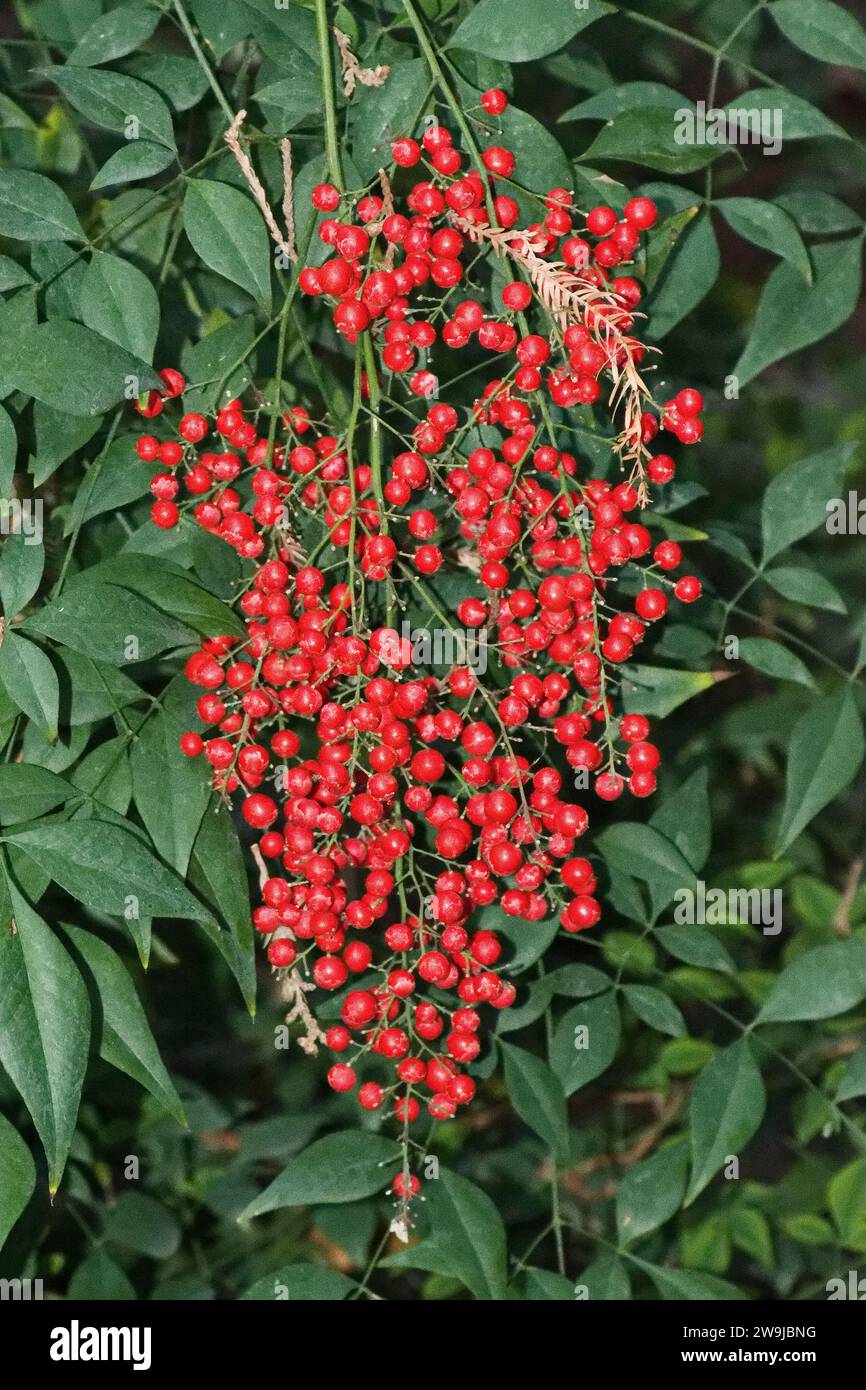 Clusters of wild red berries hanging on a bush outdoors in a garden ...