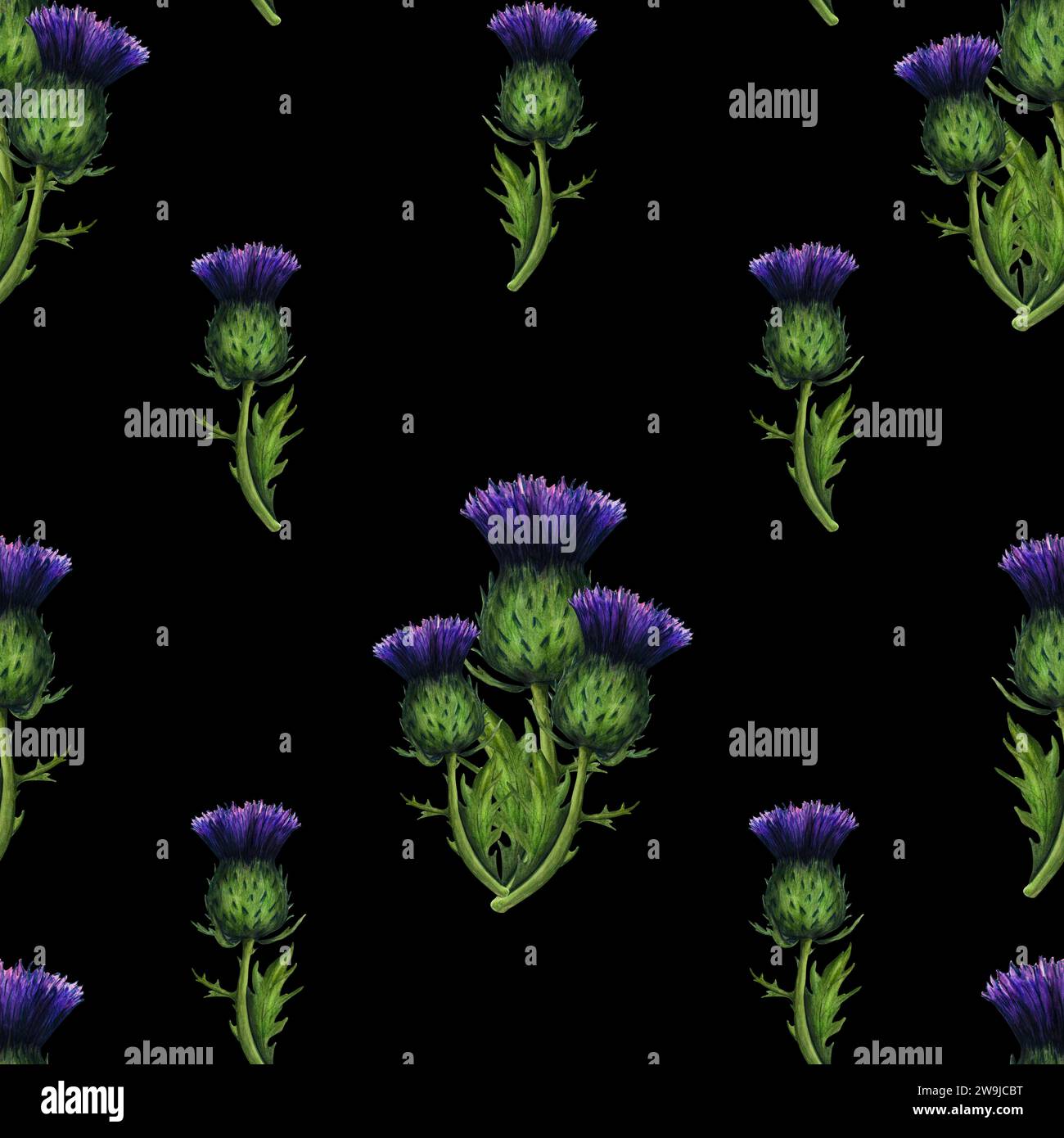 Watercolor seamless pattern thistle, wild flowers illustration, meadow ...